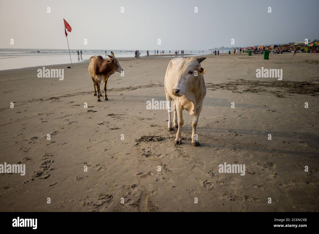 Cows on the beach in India, cows resting on a beach in Goa. Holy Indian ...