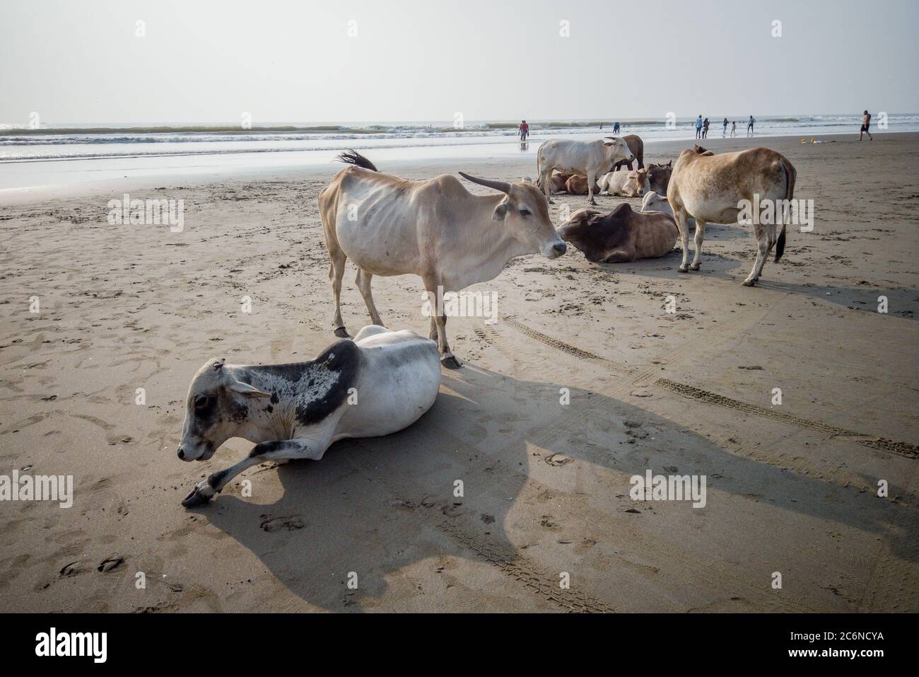 Cows on the beach in India, cows resting on a beach in Goa. Holy Indian ...