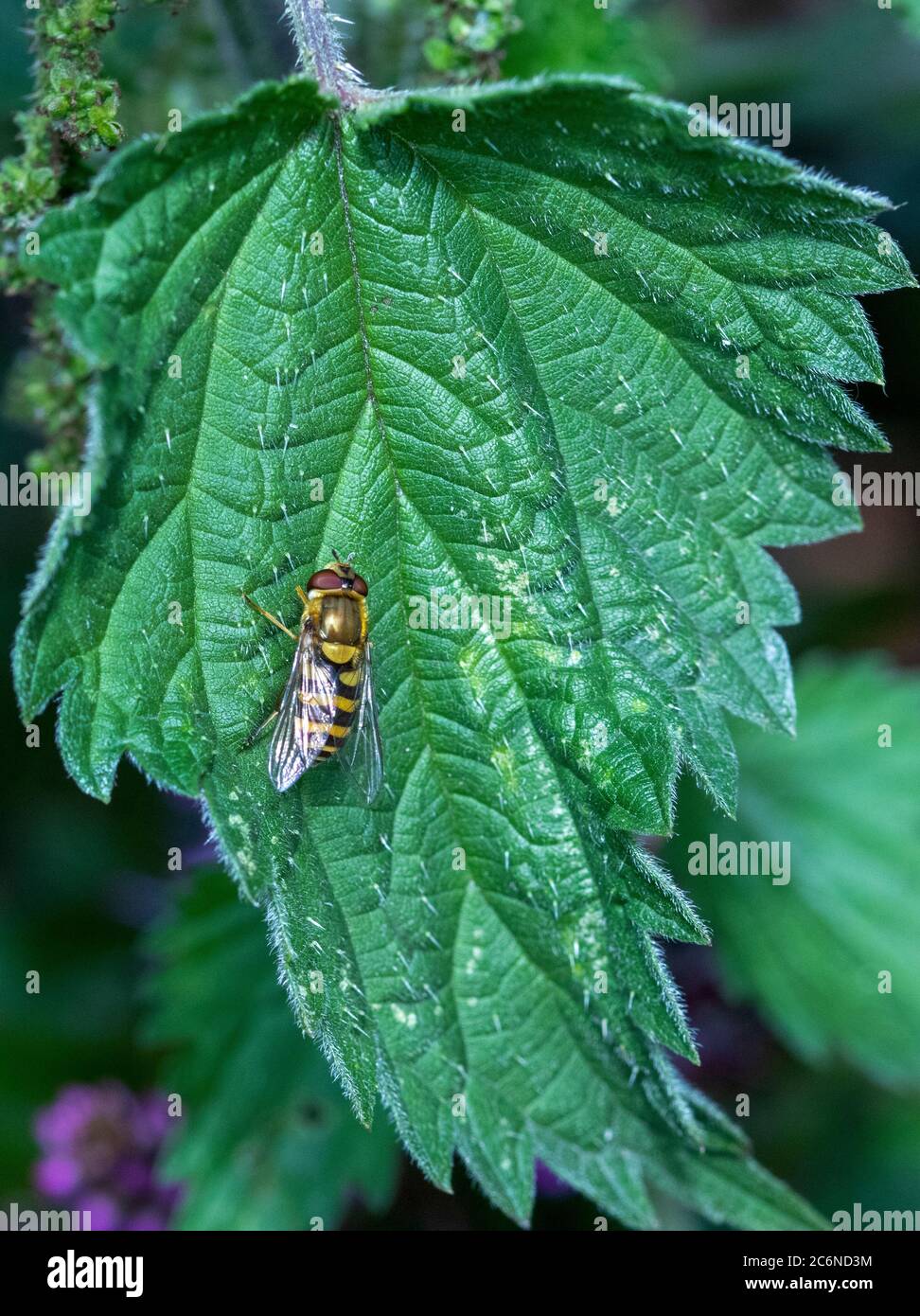 Female Syrphus species hoverfly on leaf Stock Photo - Alamy