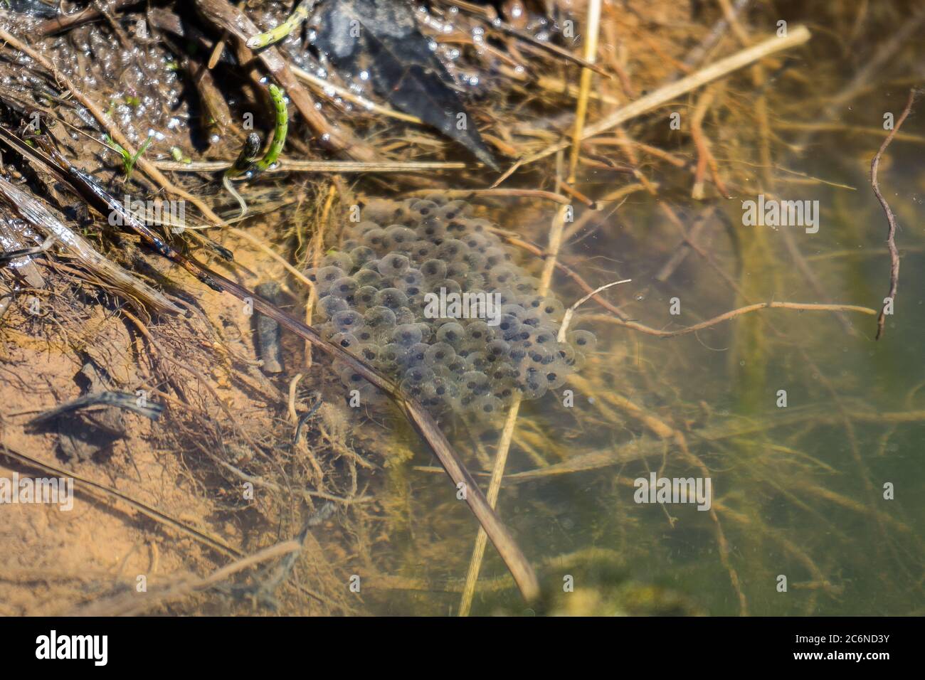frog caviar in the water. The birth of frog tadpoles in the pond Stock Photo - Alamy