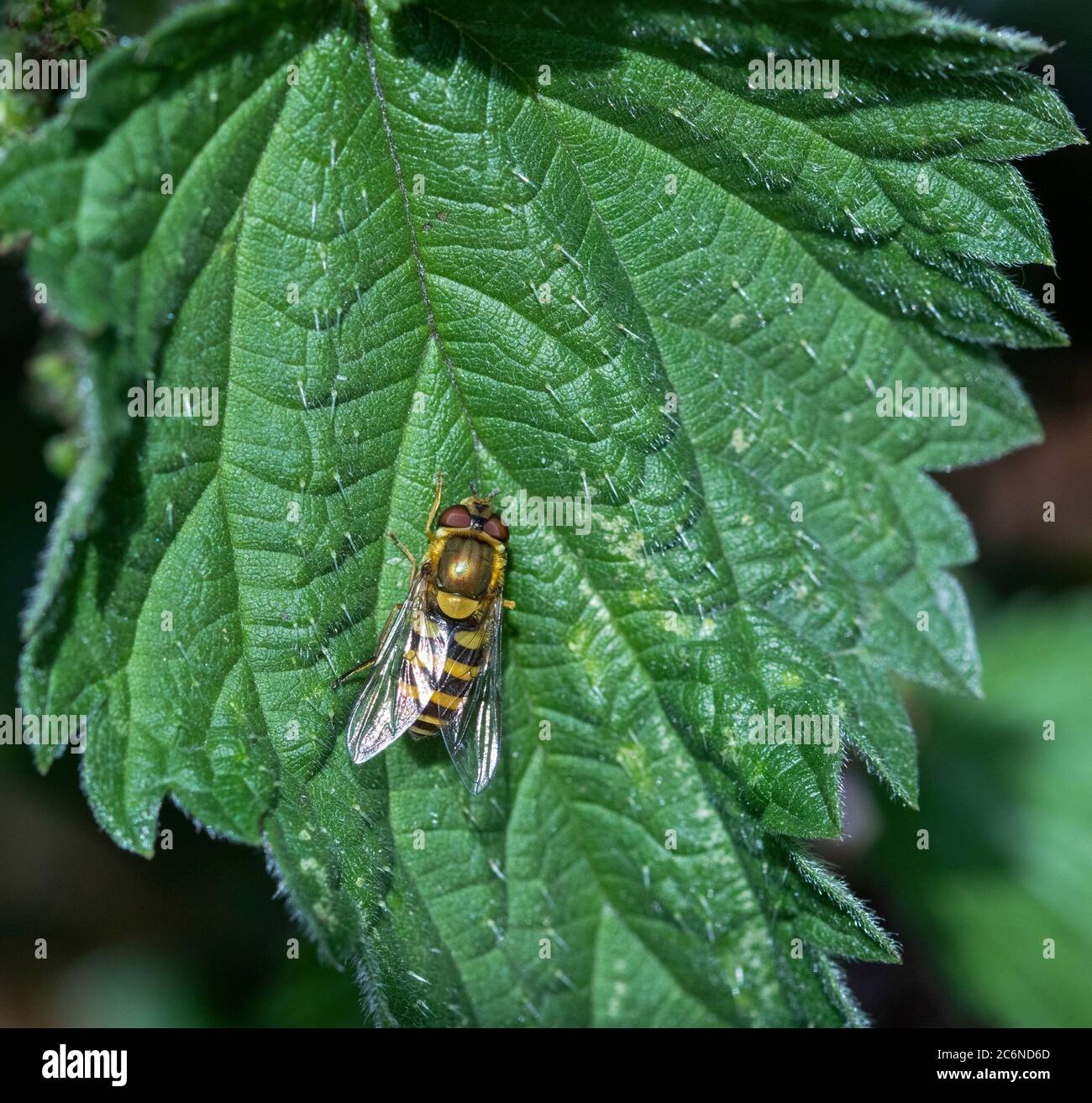 Syrphus species hi-res stock photography and images - Alamy