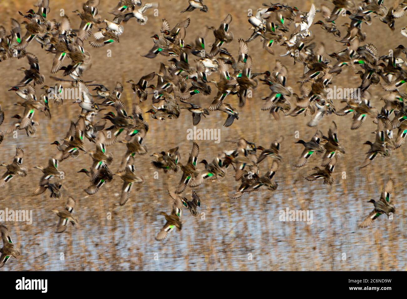 Eurasian teal, common teal, or Eurasian green-winged teal (Anas crecca ...