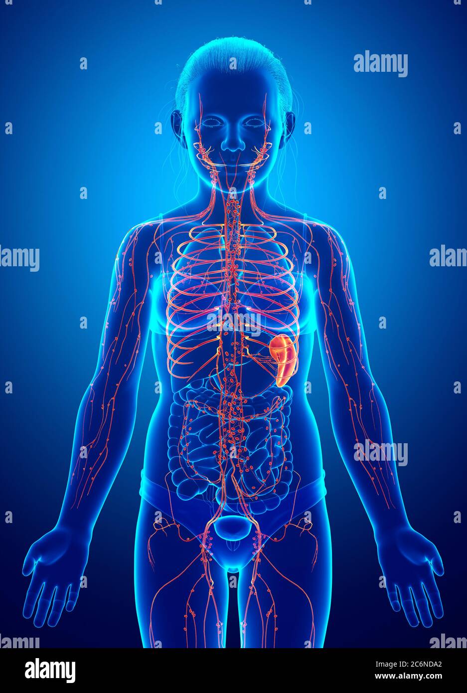 3d rendered, medically accurate illustration of a female lymphatic ...
