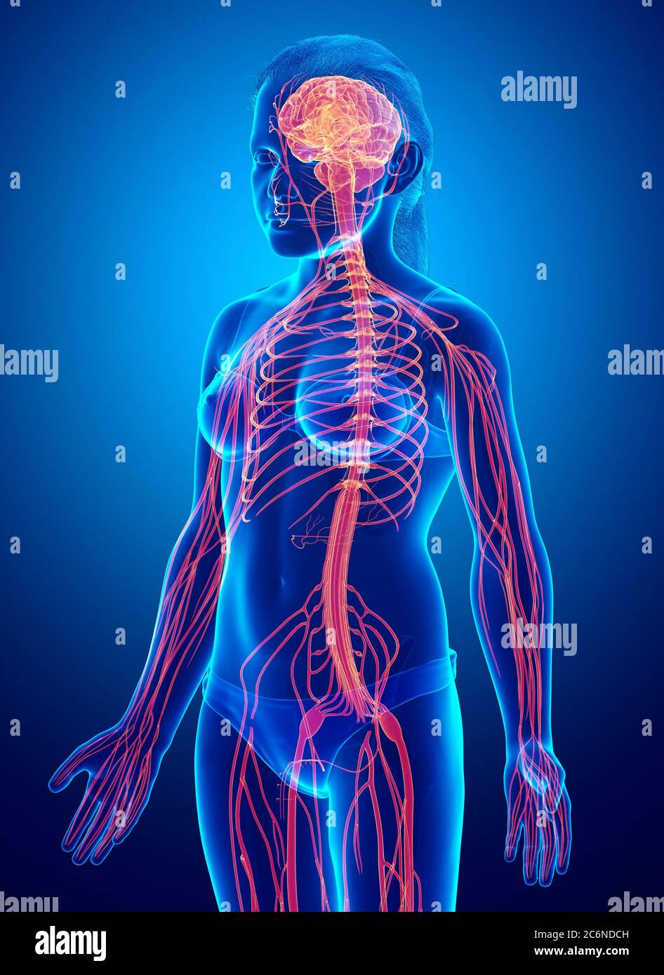3d rendered medically accurate illustration of a young girl nervous ...