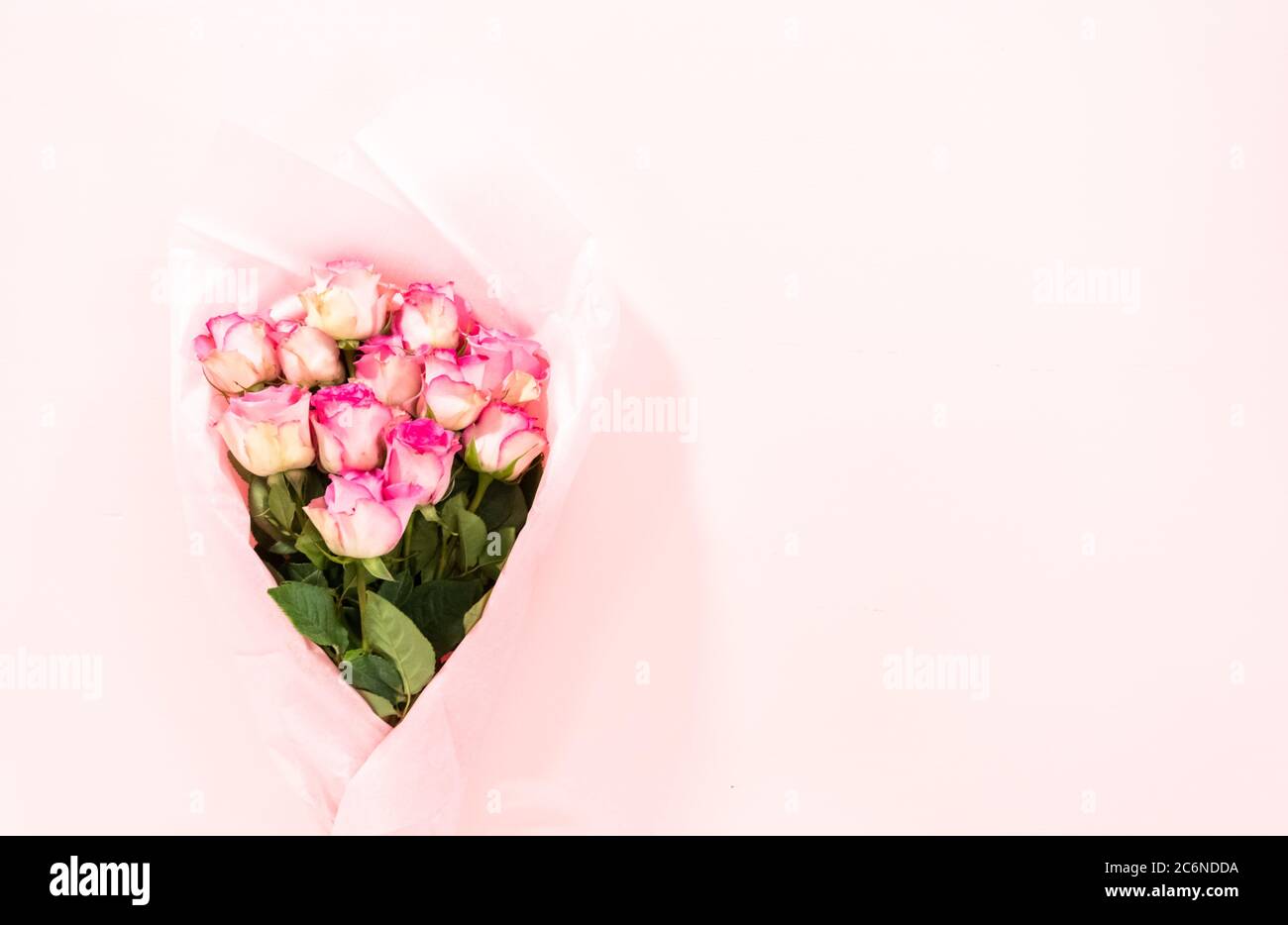 Flat lay. Bouquet of fresh pink roses wrapper in a pink paper on a pink ...