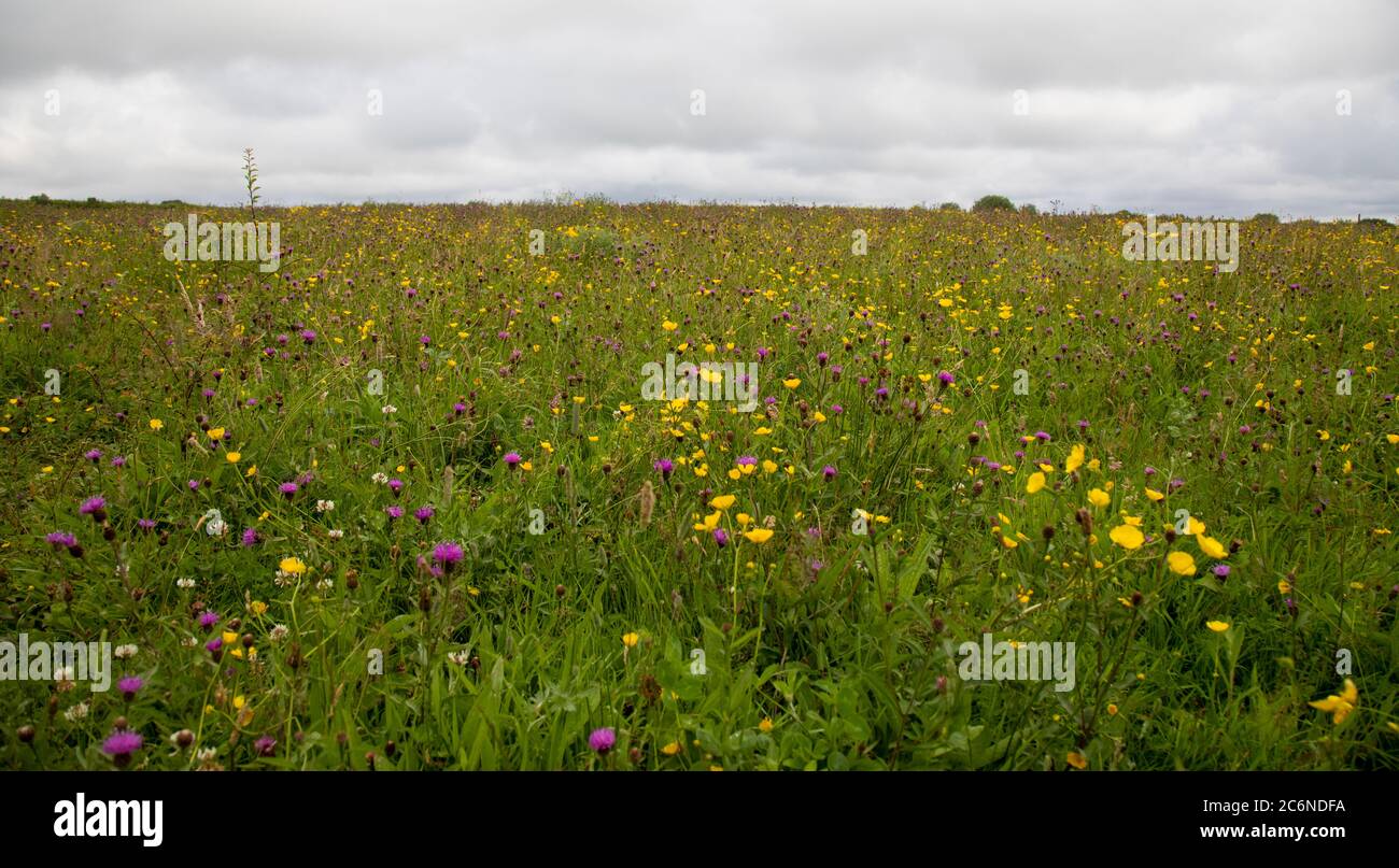 Wildflower meadow in summer Stock Photo - Alamy
