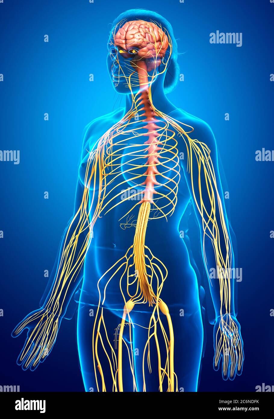 3d rendered medically accurate illustration of a female nervous system ...