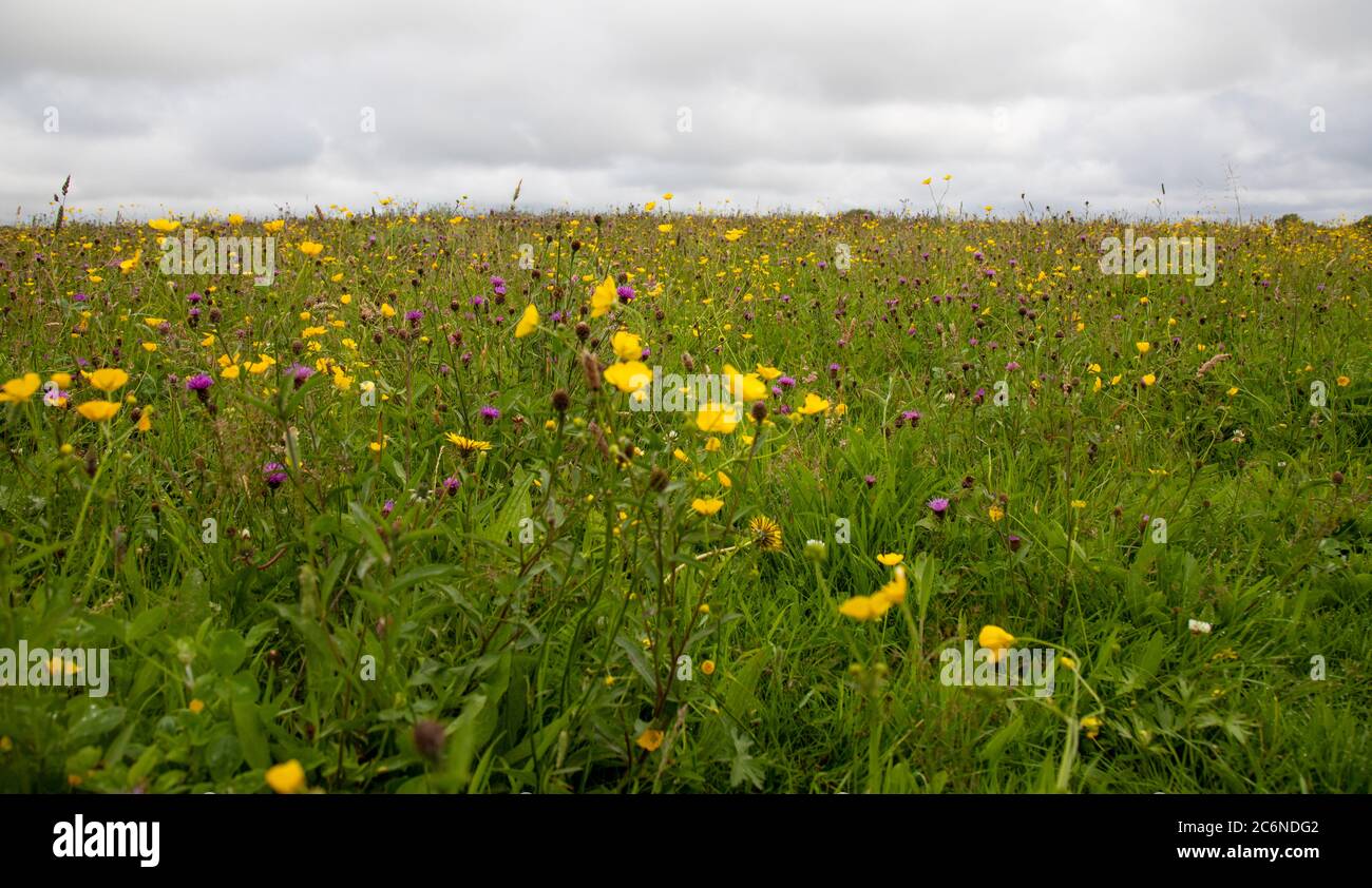 Wildflower meadow in summer Stock Photo - Alamy