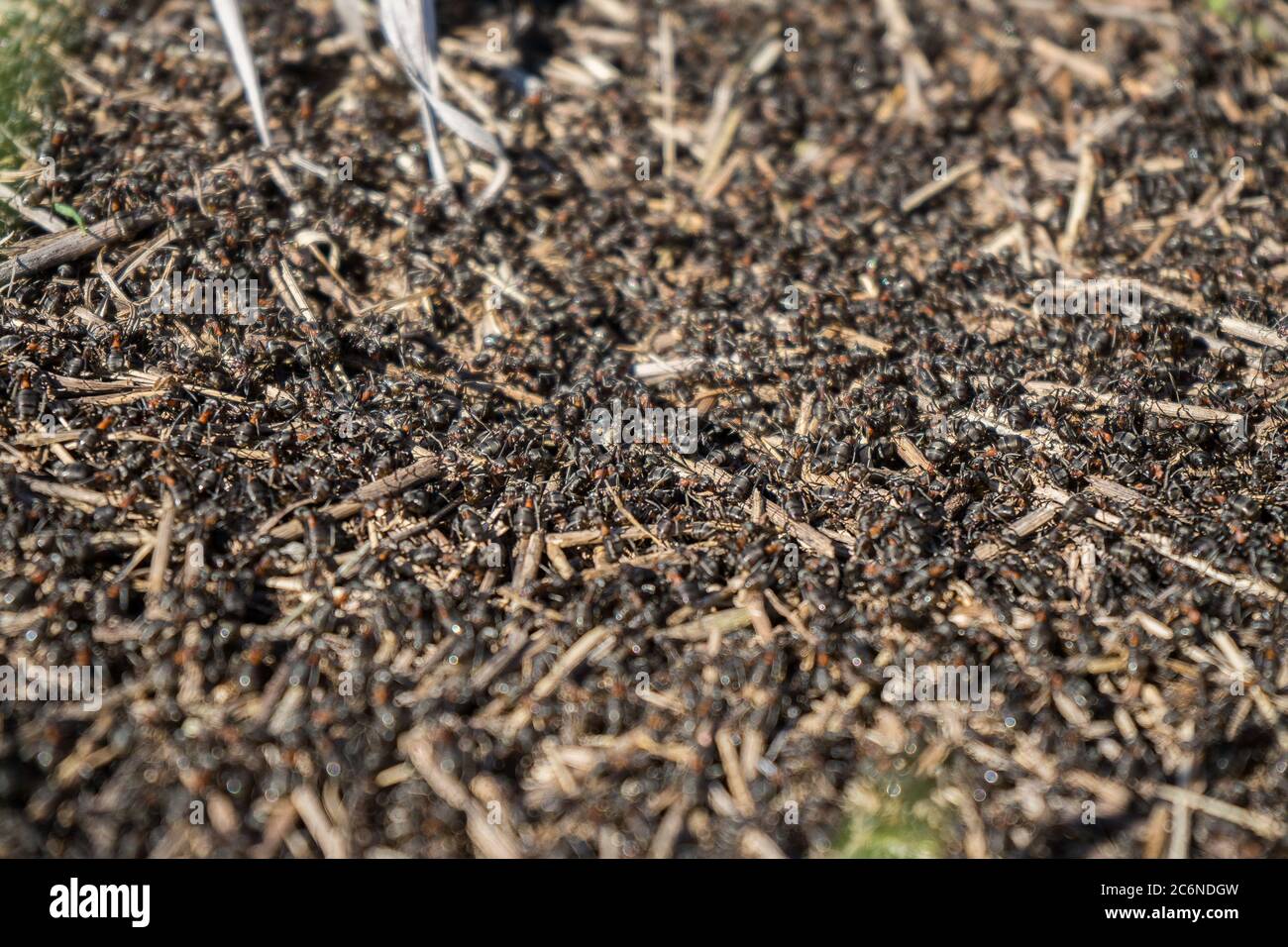 Anthills hi-res stock photography and images - Alamy