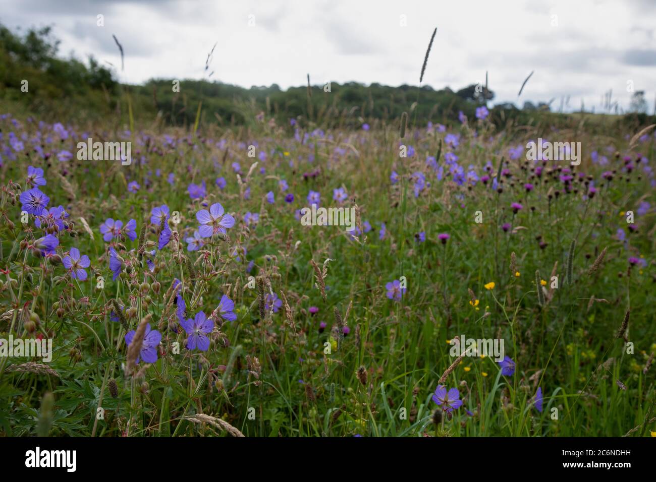Wildflower meadow in summer Stock Photo - Alamy