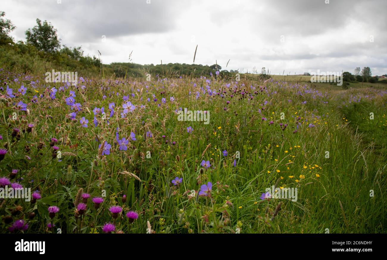 Wildflower meadow in summer Stock Photo - Alamy