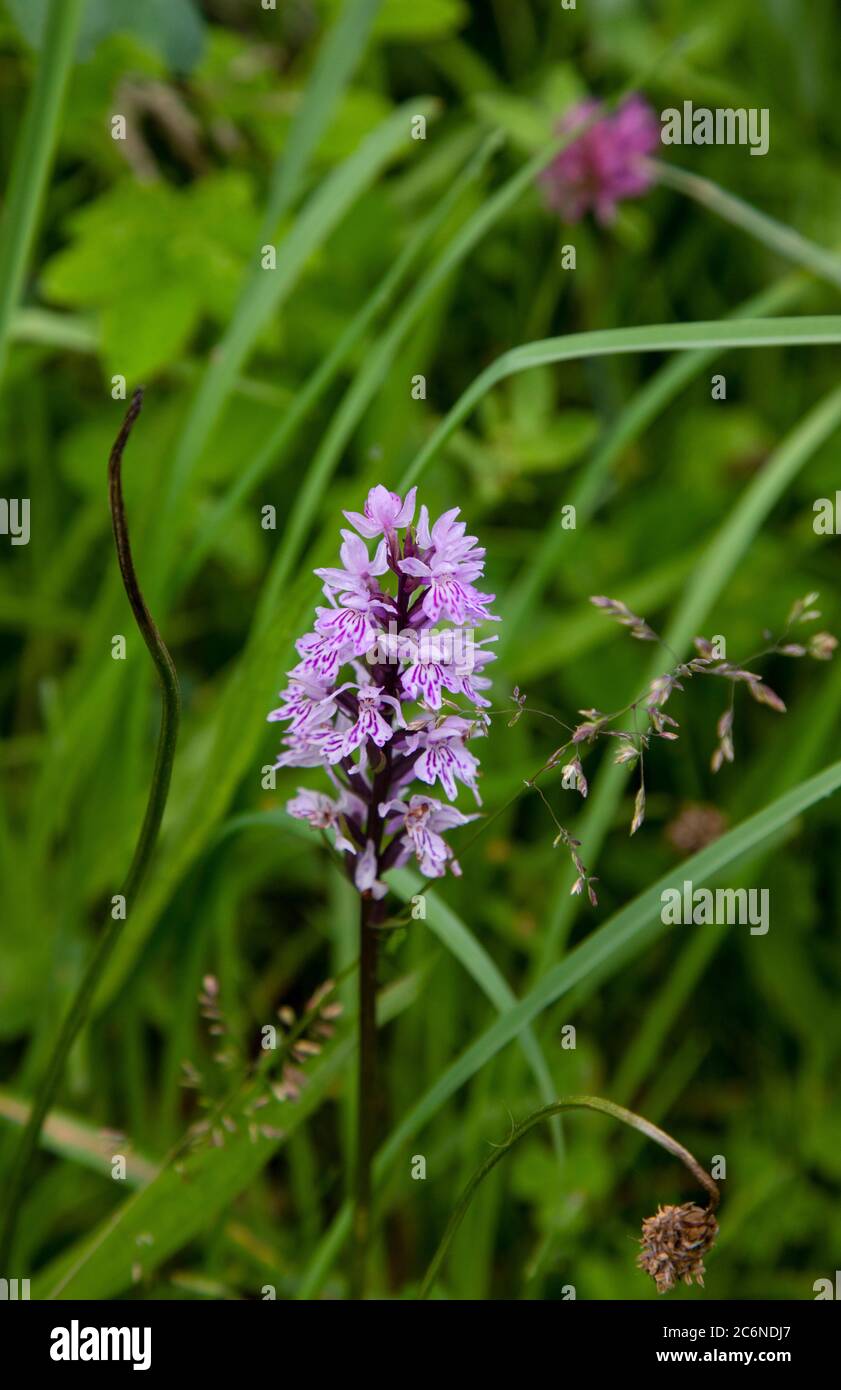 Common Spotted Orchid flower Stock Photo - Alamy