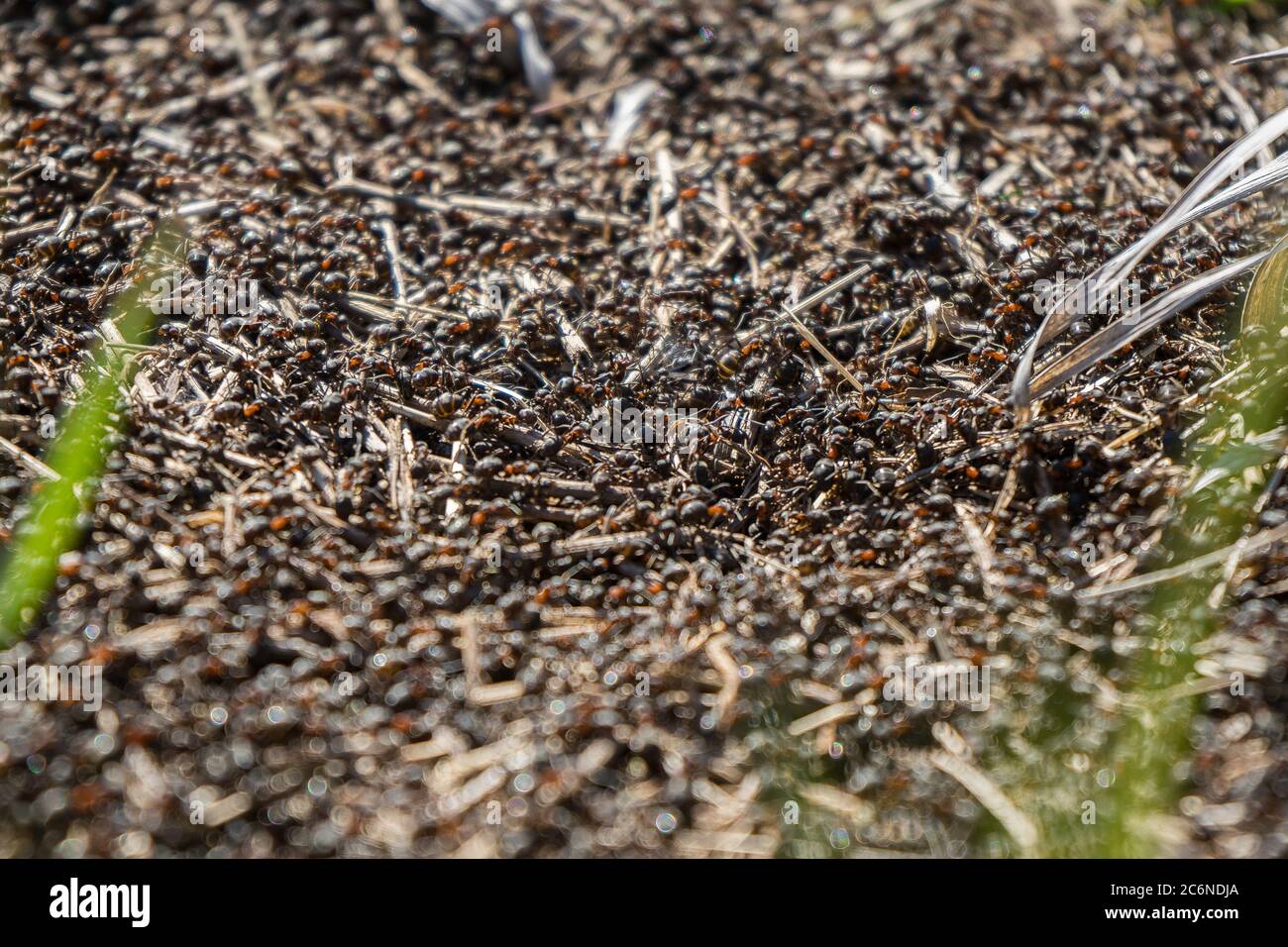 many ants close-up. A huge army of ants is building an ant hill on the ...