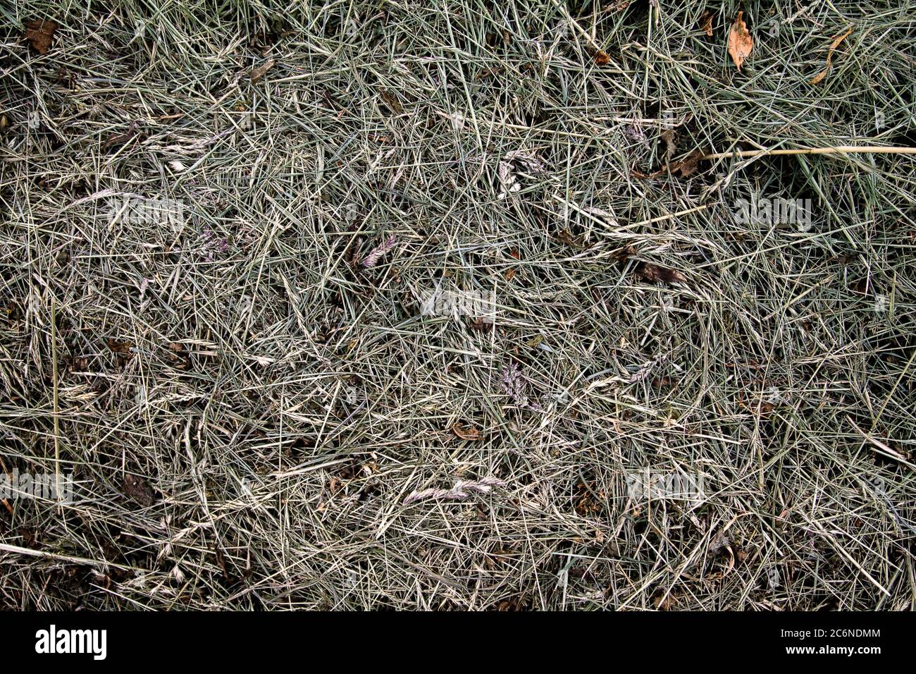 Texture of dried hay. It was piled up and dried after harvest Stock ...
