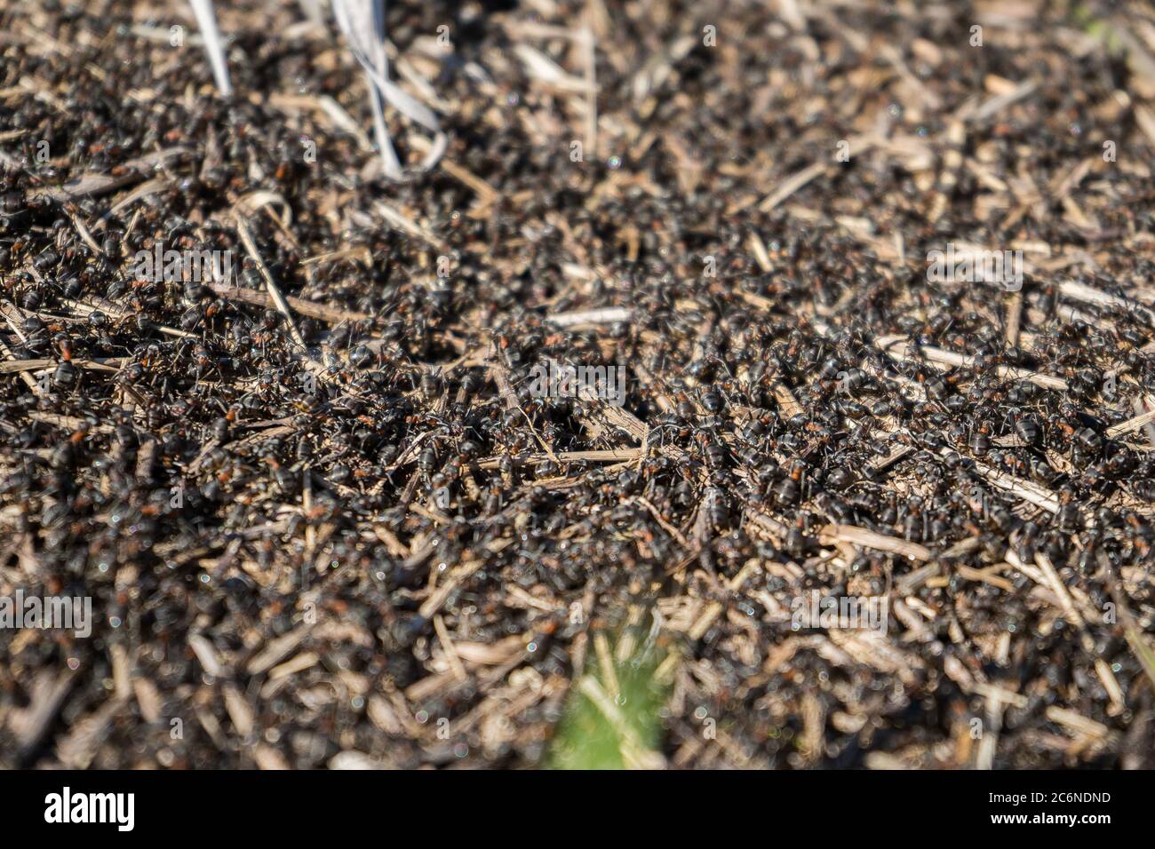 many ants close-up. A huge army of ants is building an ant hill on the ...