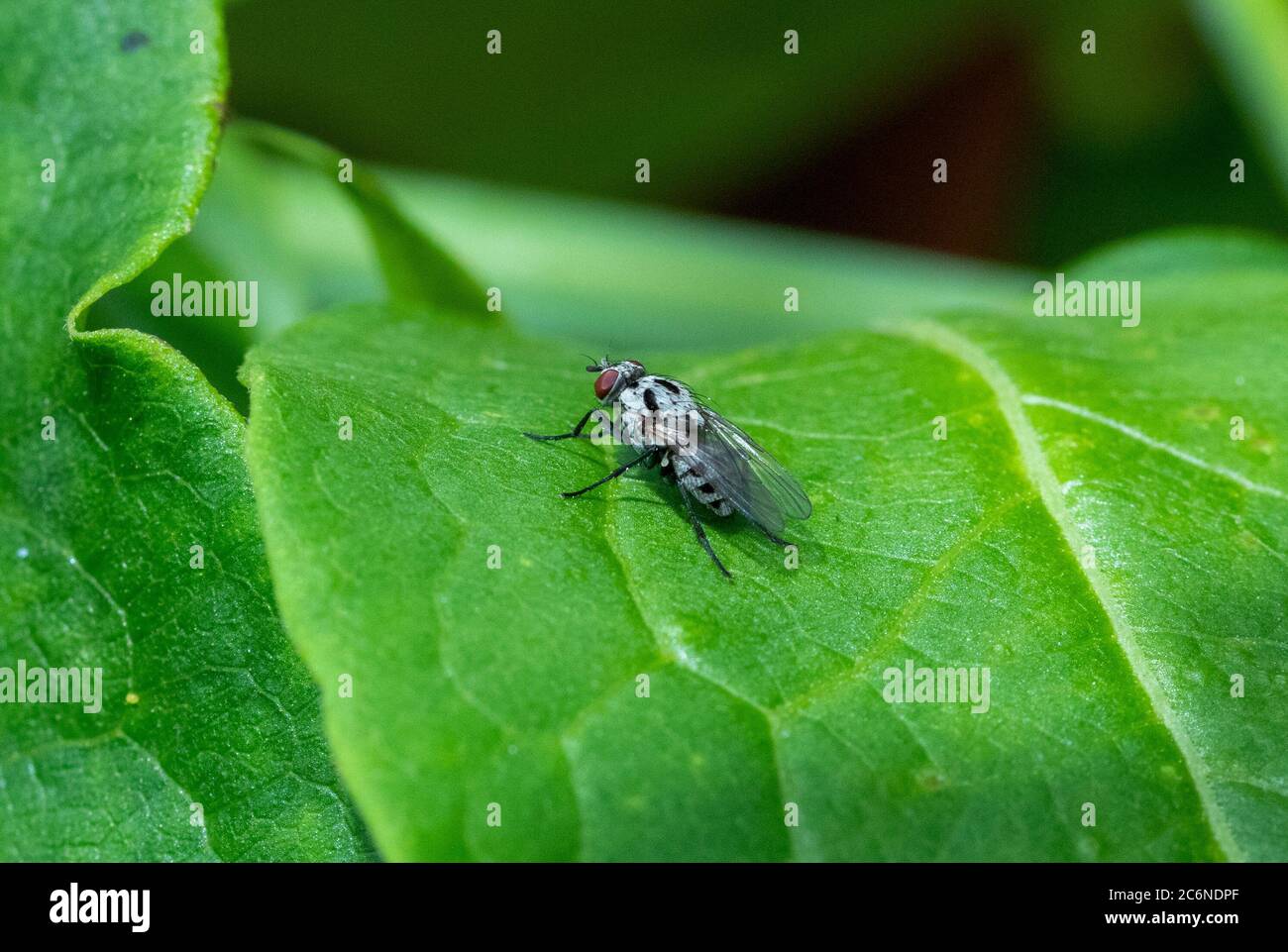 Fly grey hi-res stock photography and images - Alamy