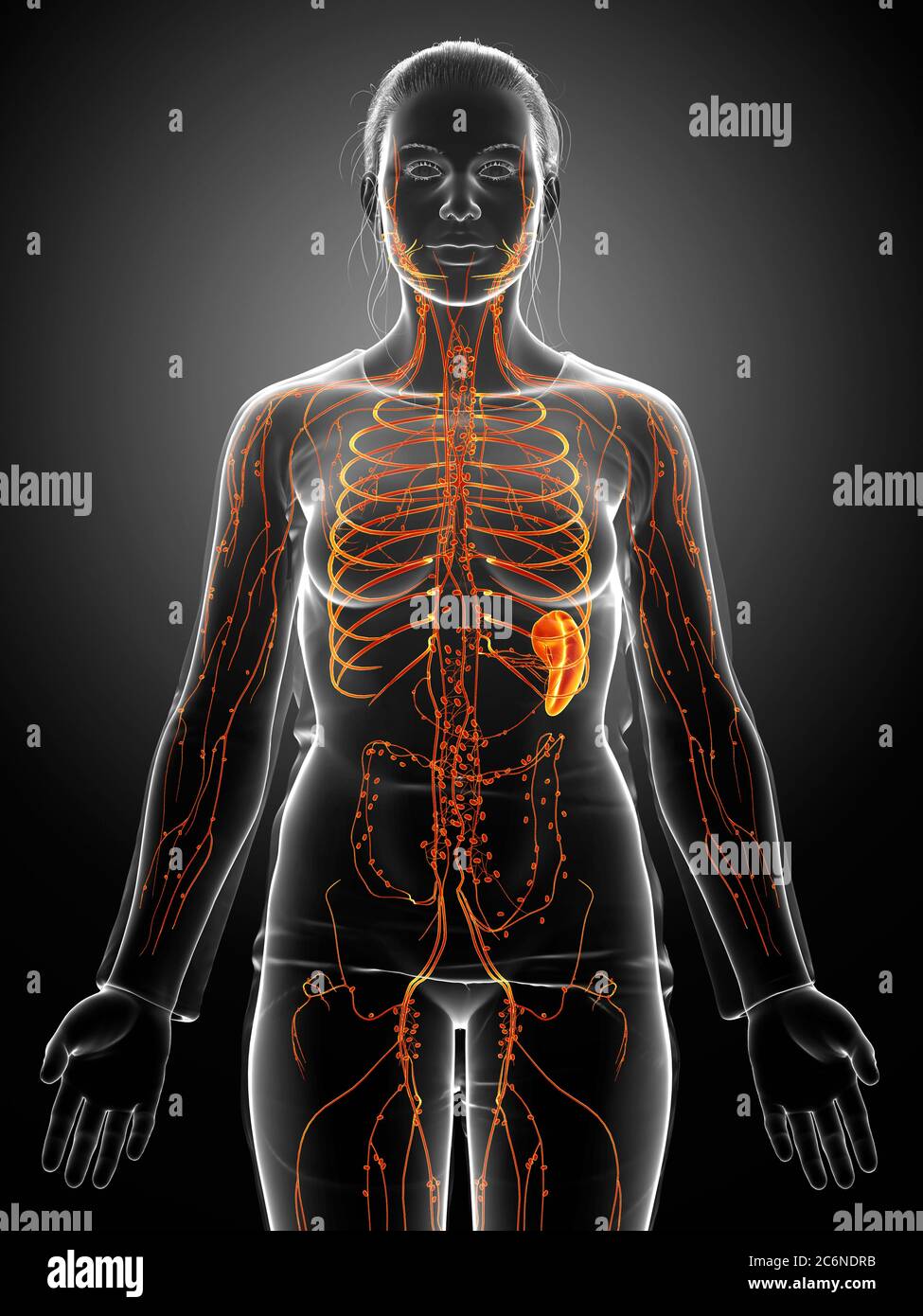 3d rendered, medically accurate illustration of a female lymphatic ...