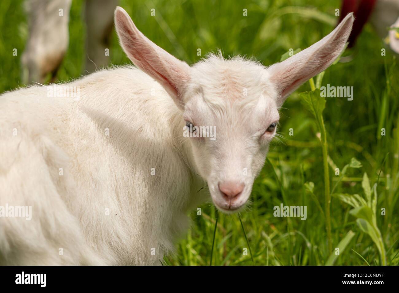 Small white domestic goat grazing Stock Photo - Alamy