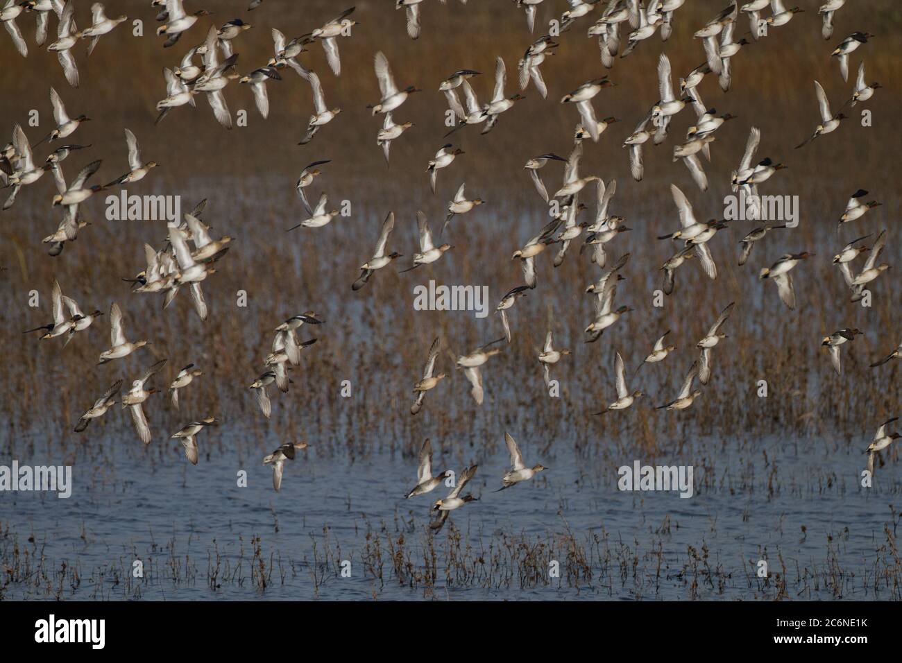 Eurasian teal, common teal, or Eurasian green-winged teal (Anas crecca ...