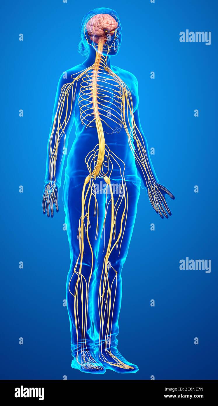 3d rendered medically accurate illustration of a female nervous system ...
