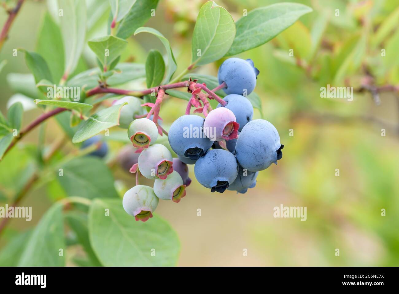 Vaccinium corymbosum draper hi-res stock photography and images - Alamy