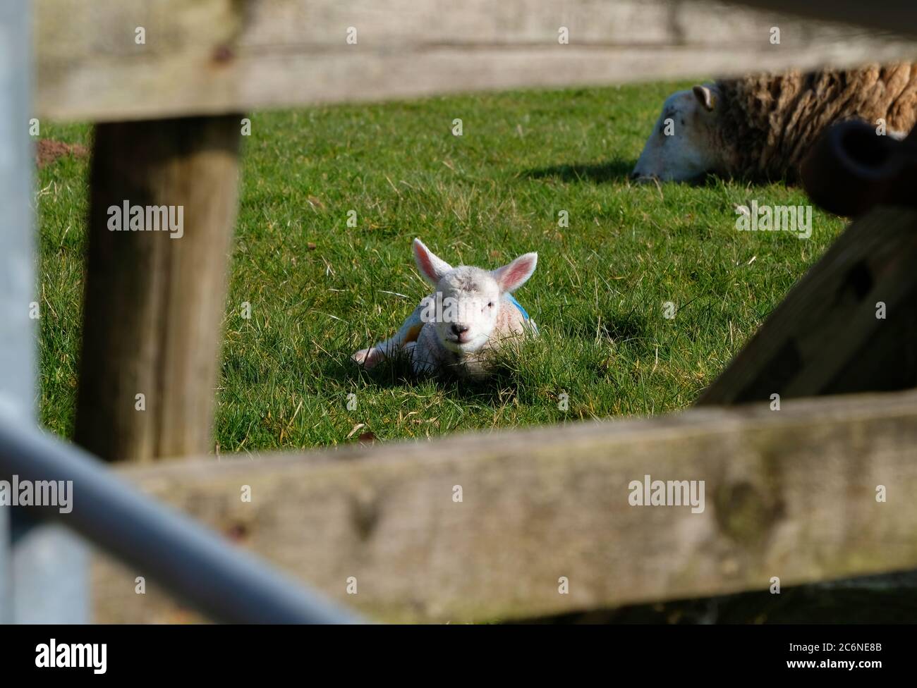 Lambs with gate hi-res stock photography and images - Alamy