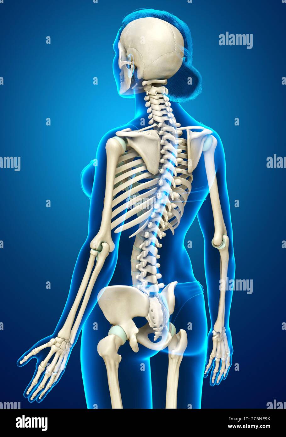 3d rendered, medically accurate illustration of a female skeleton ...