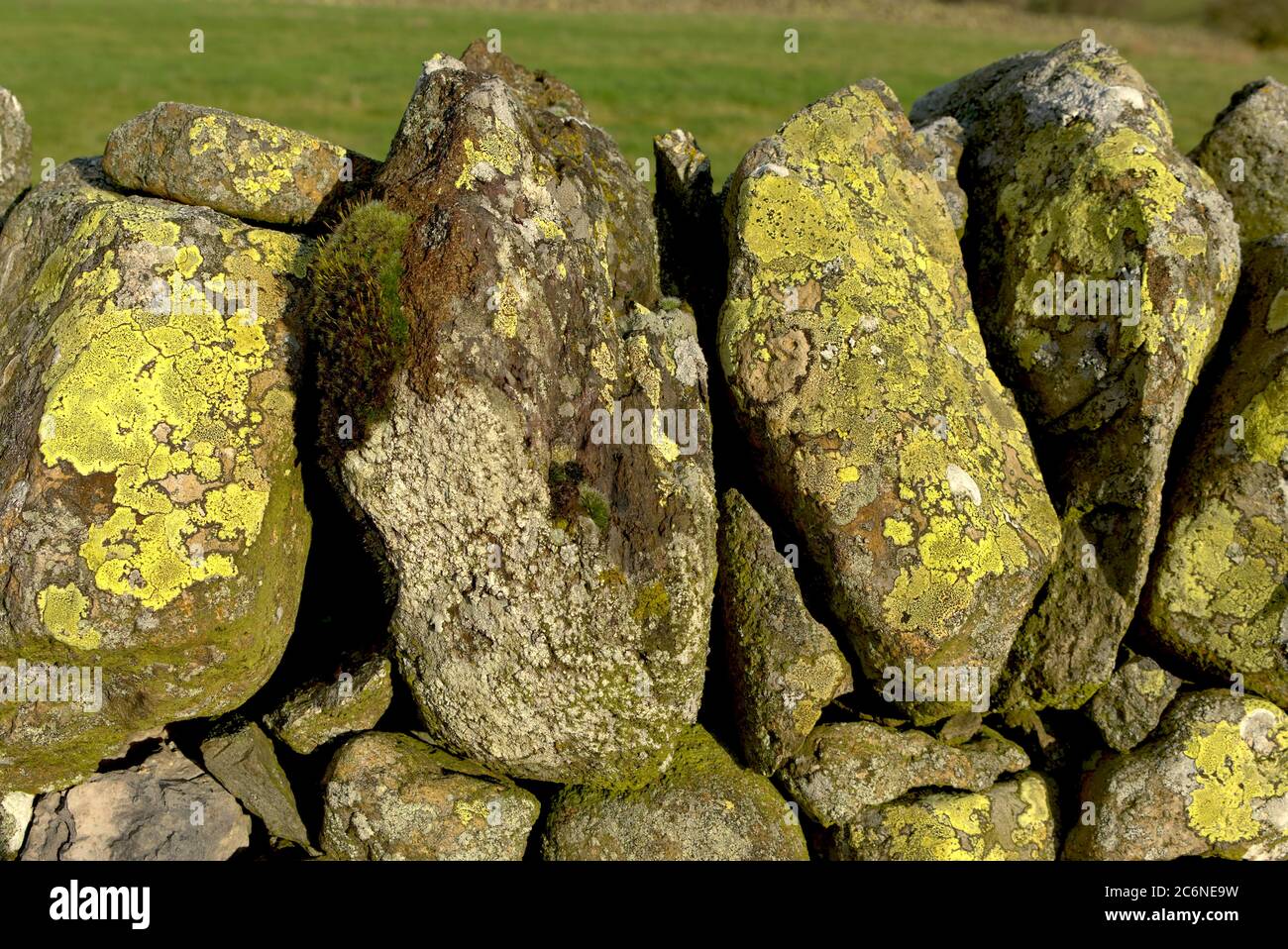 Lichens on sandstone hi-res stock photography and images - Alamy