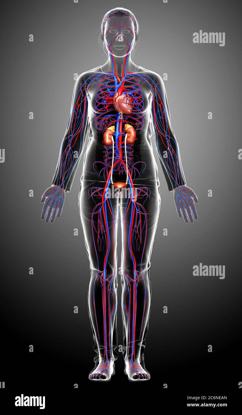 3d rendered, medically accurate illustration of the female kidneys and ...