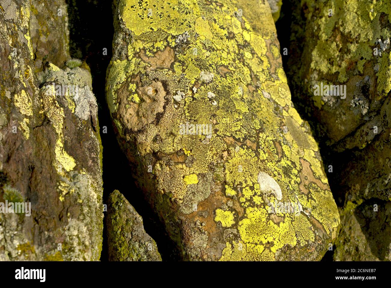 Lichens on sandstone hi-res stock photography and images - Alamy