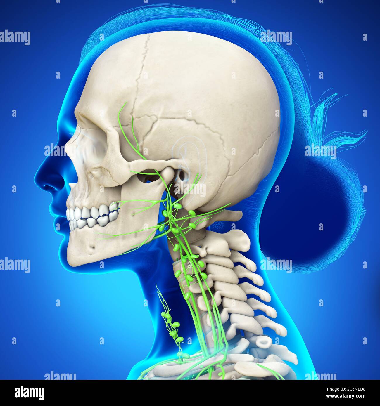 Lymphatic System Face High Resolution Stock Photography and Images - Alamy