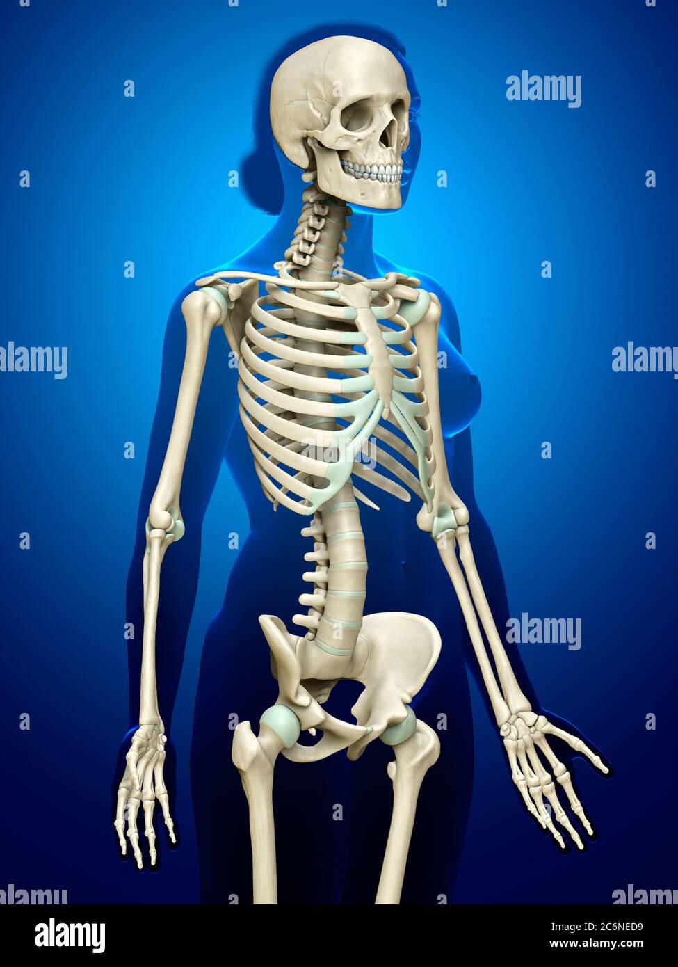3d rendered, medically accurate illustration of a female skeleton ...