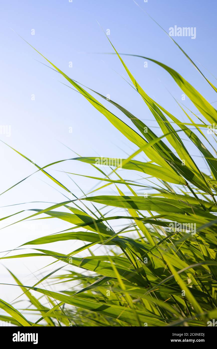 Fresh green reed with lush long leaves moving by wind on the beach over ...
