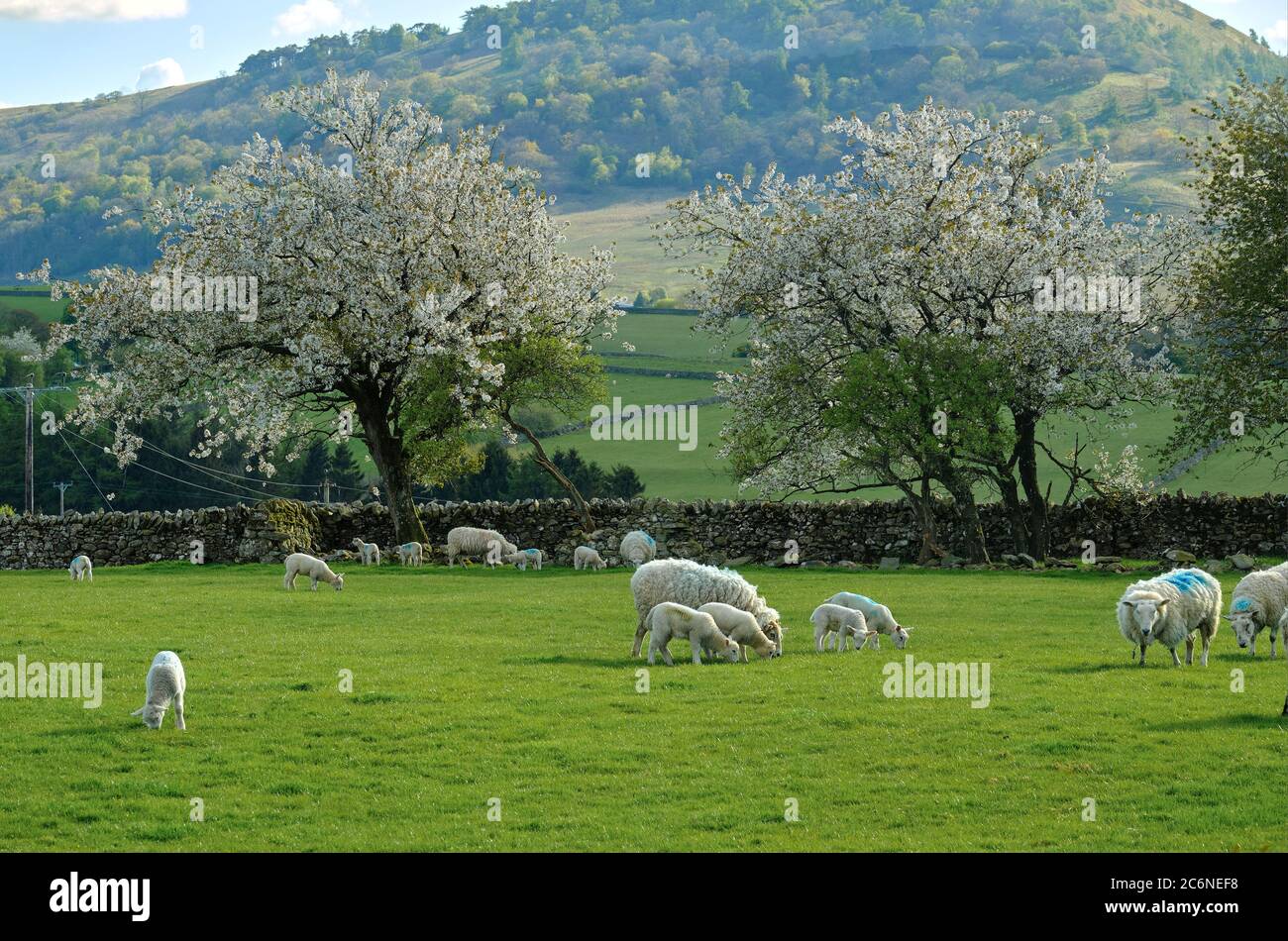 Hawthorn blossom sheep hi-res stock photography and images - Alamy