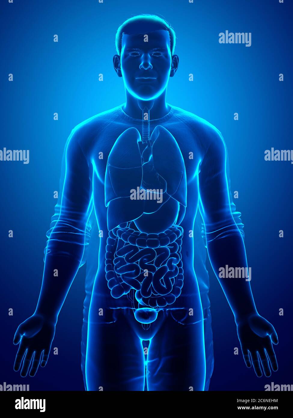 3d Rendered Medically Accurate Illustration Of Male Internal Organs