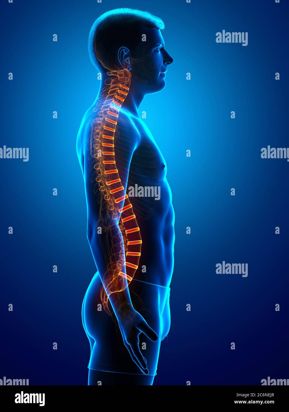 Backbone intervertebral disc anatomy Stock Photo - Alamy