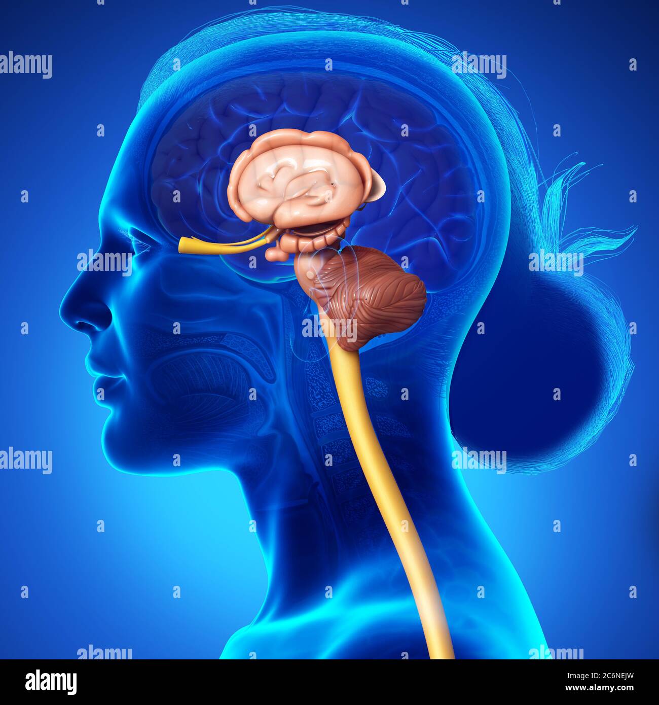 3d rendered medically accurate illustration of the interior brain ...