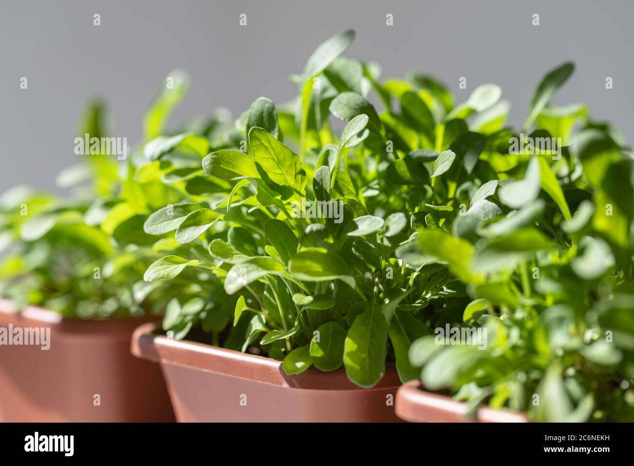 Young green arugula in plastic pots, selective over grey background ...
