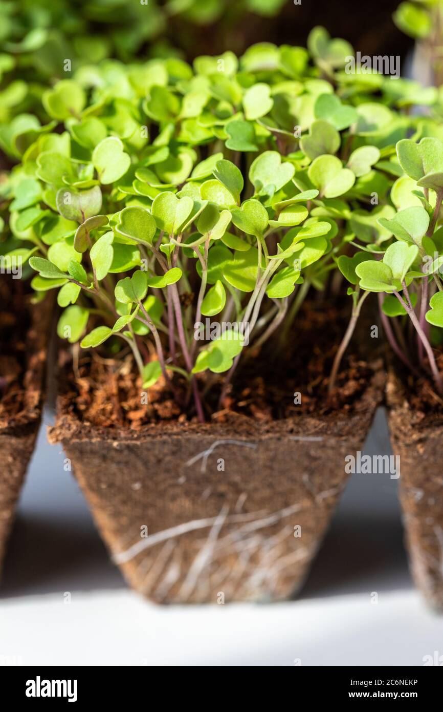 Seedling and roots hi-res stock photography and images - Alamy