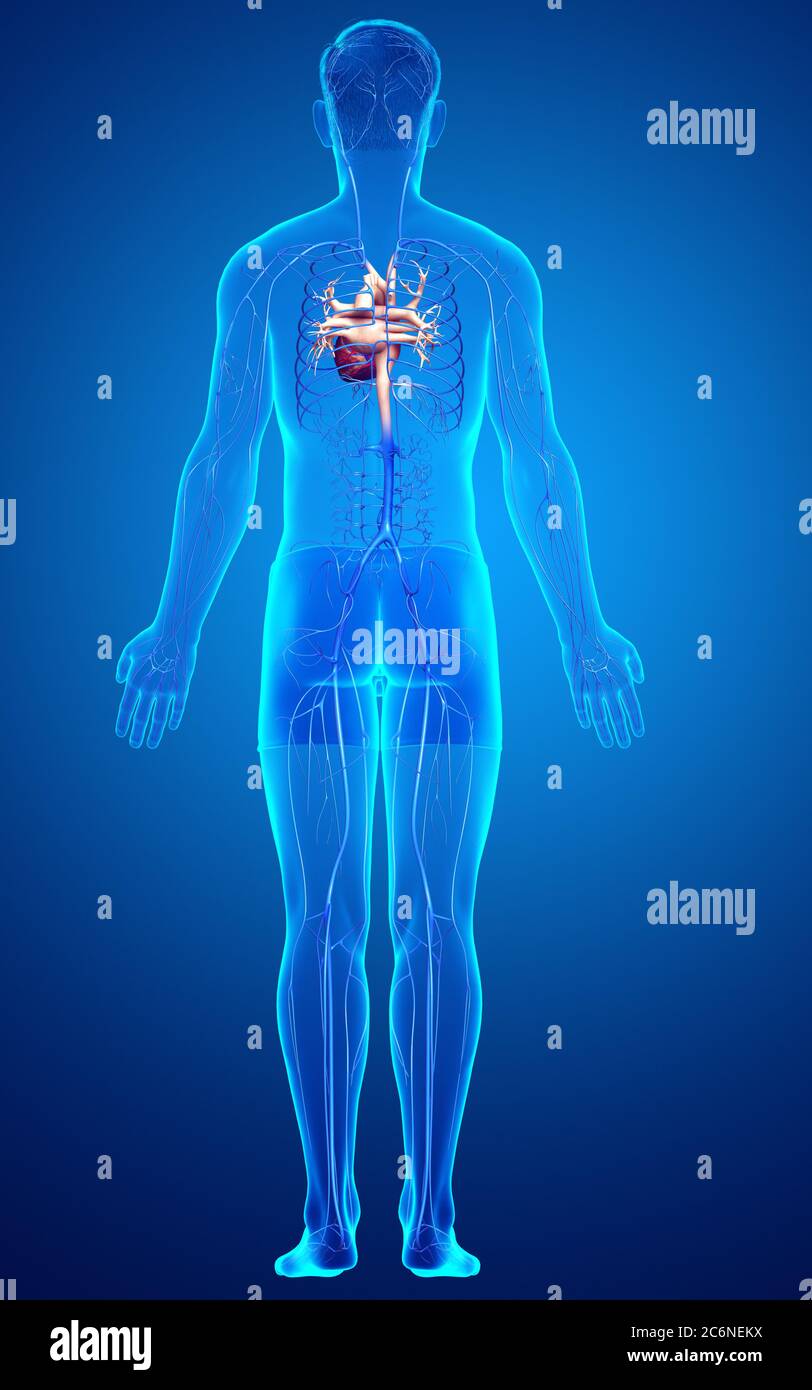 3d rendered medically accurate illustration of a male Veins anatomy ...