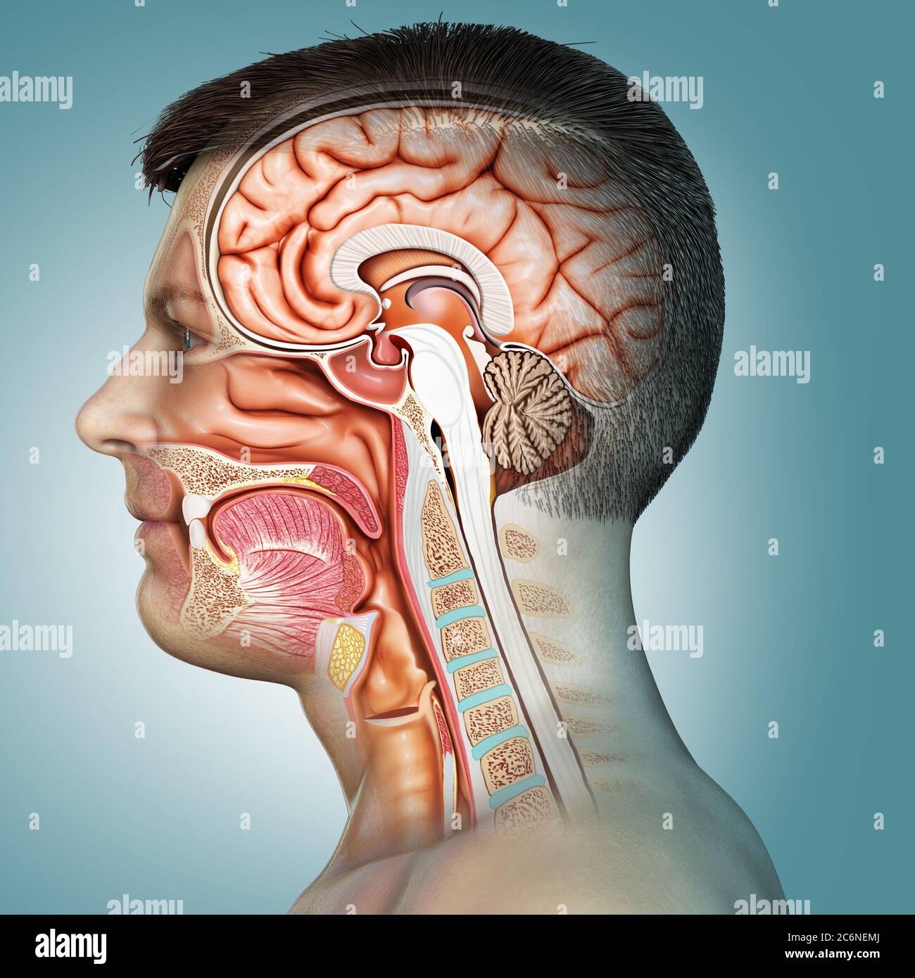3d rendered, medically accurate illustration of Cross section of male ...