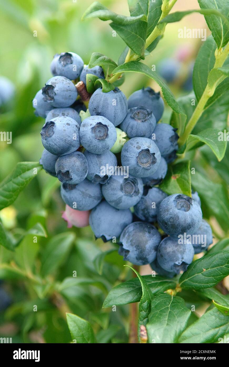 Vaccinium Corymbosum Reka High Resolution Stock Photography and Images ...