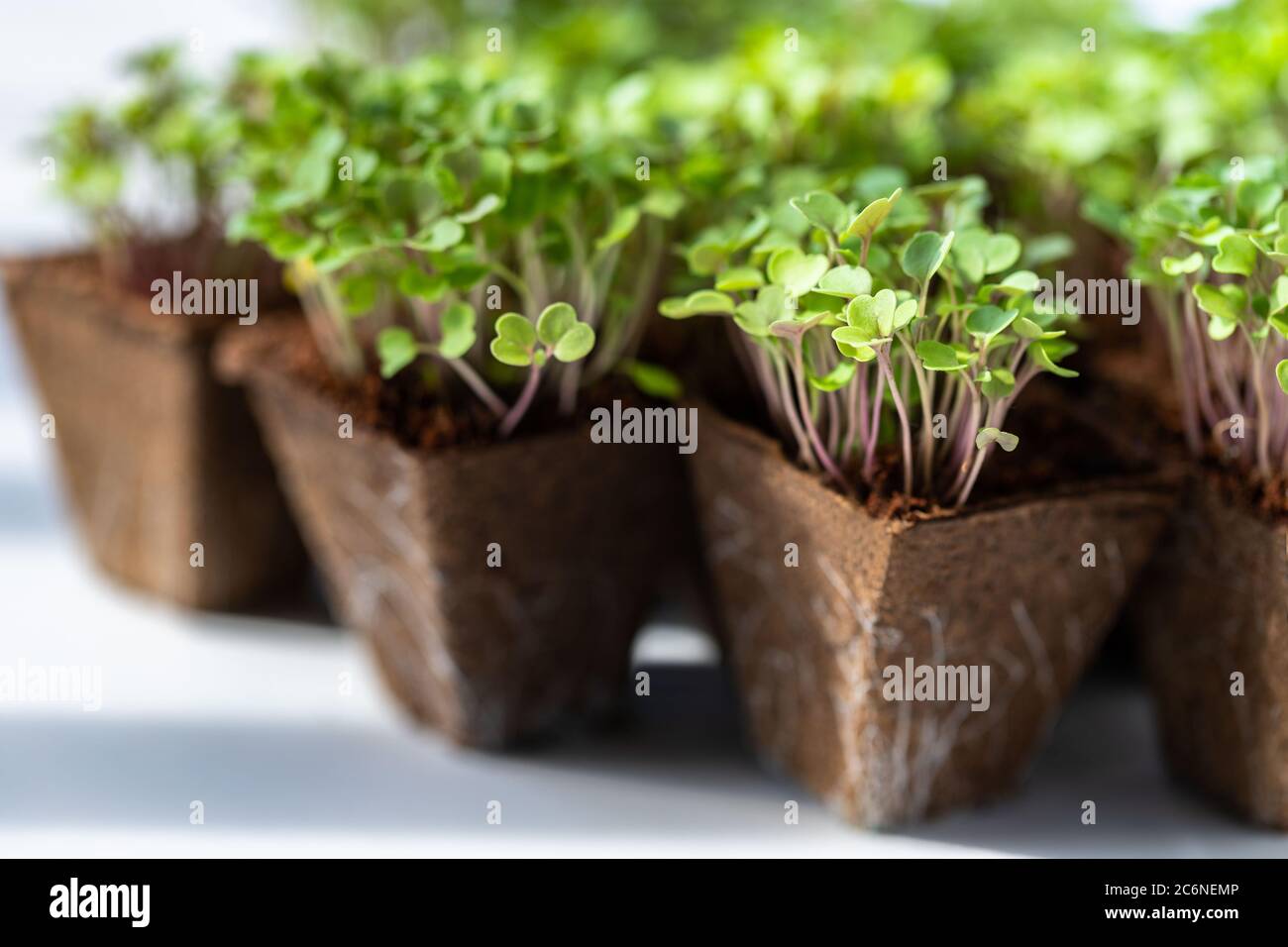 Seedling and roots hi-res stock photography and images - Alamy