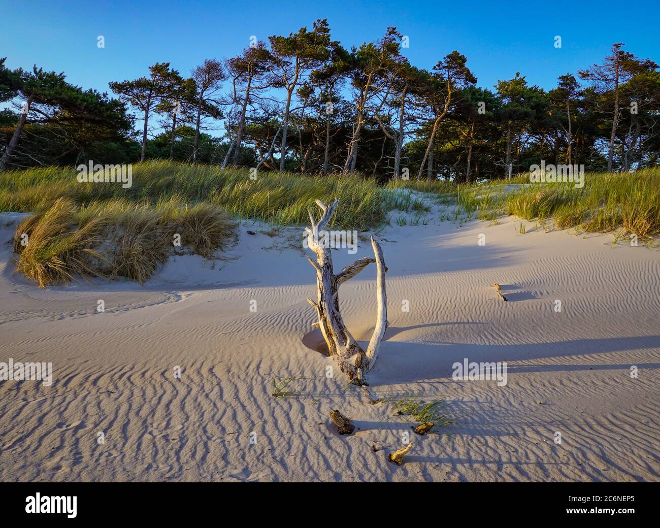 Dueodde, Denmark. 05th July, 2020. The coastal forest with the dunes at ...