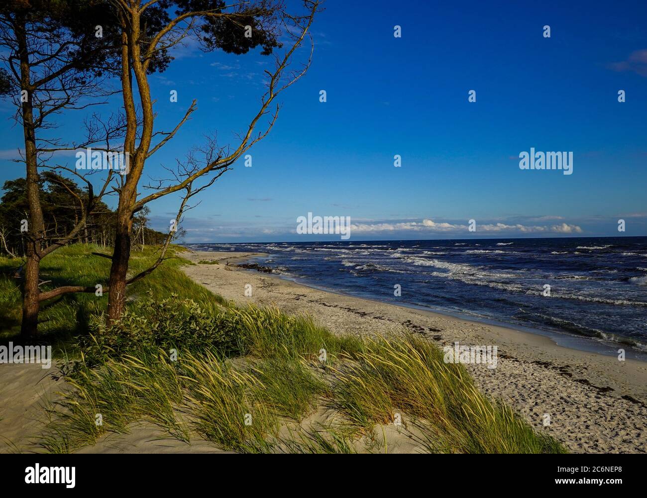 Dueodde, Denmark. 05th July, 2020. The coastal forest with the dunes at ...