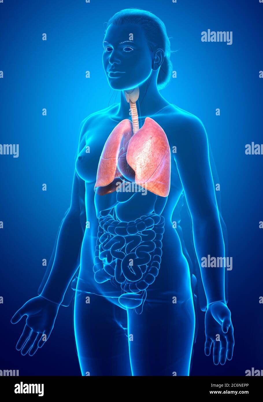 3d rendered, medically accurate illustration of a female lung anatomy ...
