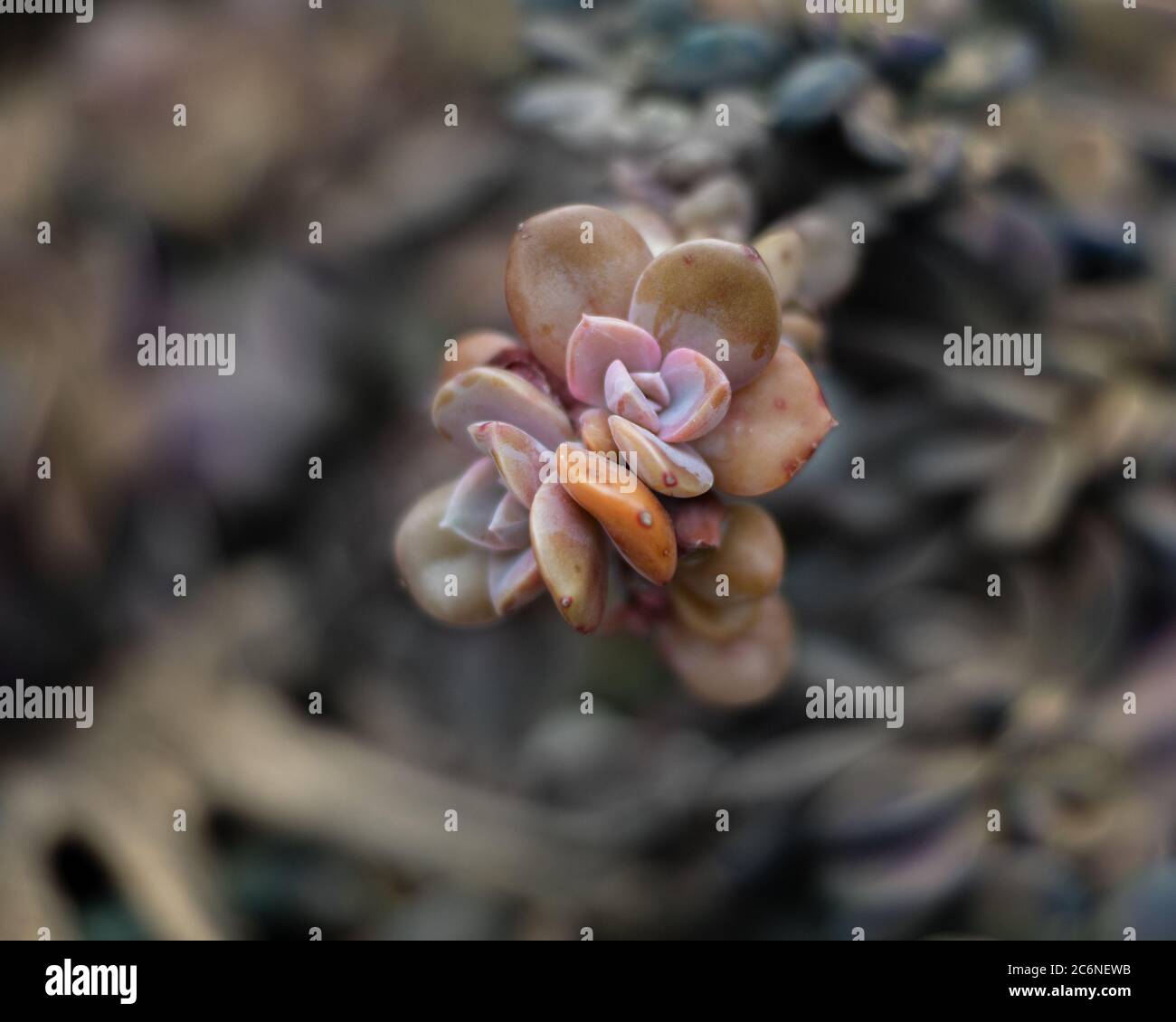 Closeup sedum plant hi-res stock photography and images - Alamy