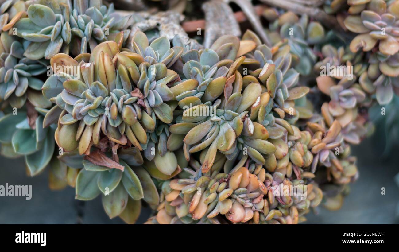 Closeup sedum plant hi-res stock photography and images - Alamy