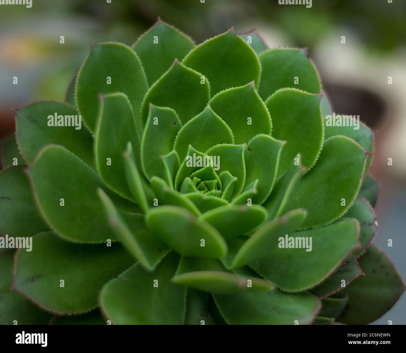 Rosette pattern hi-res stock photography and images - Alamy