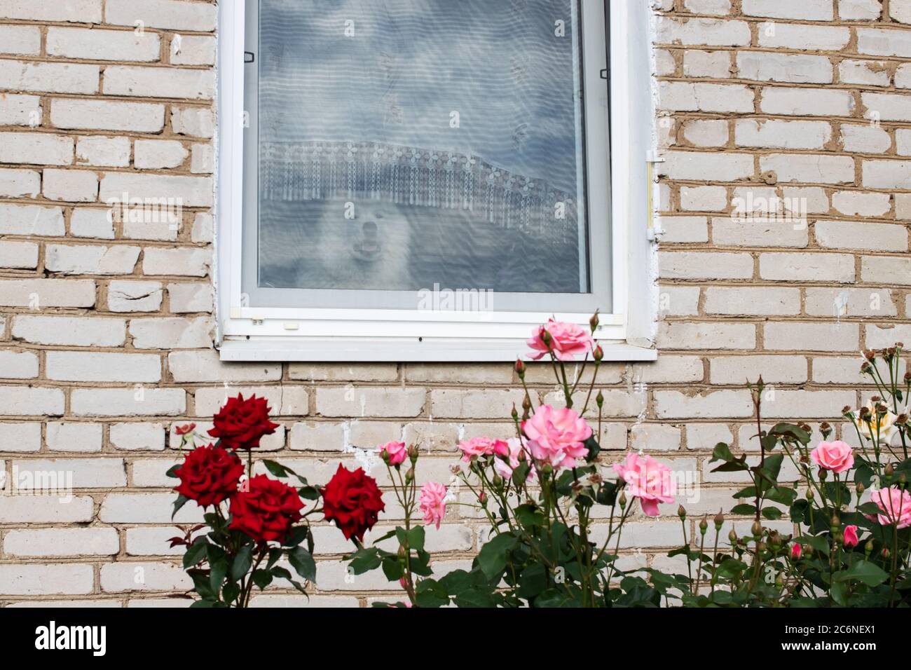 Samoyed dog looks out of the window Stock Photo - Alamy